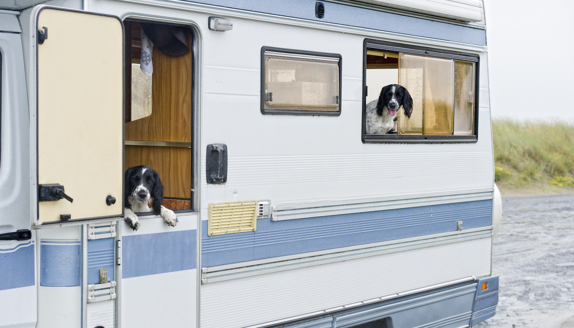 5 Best Dog Friendly Motorhome Parks | Autotrader