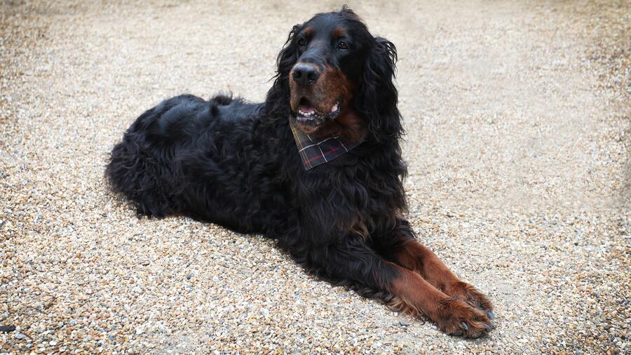 The REV Test: Dog-friendly cars | Auto Trader UK